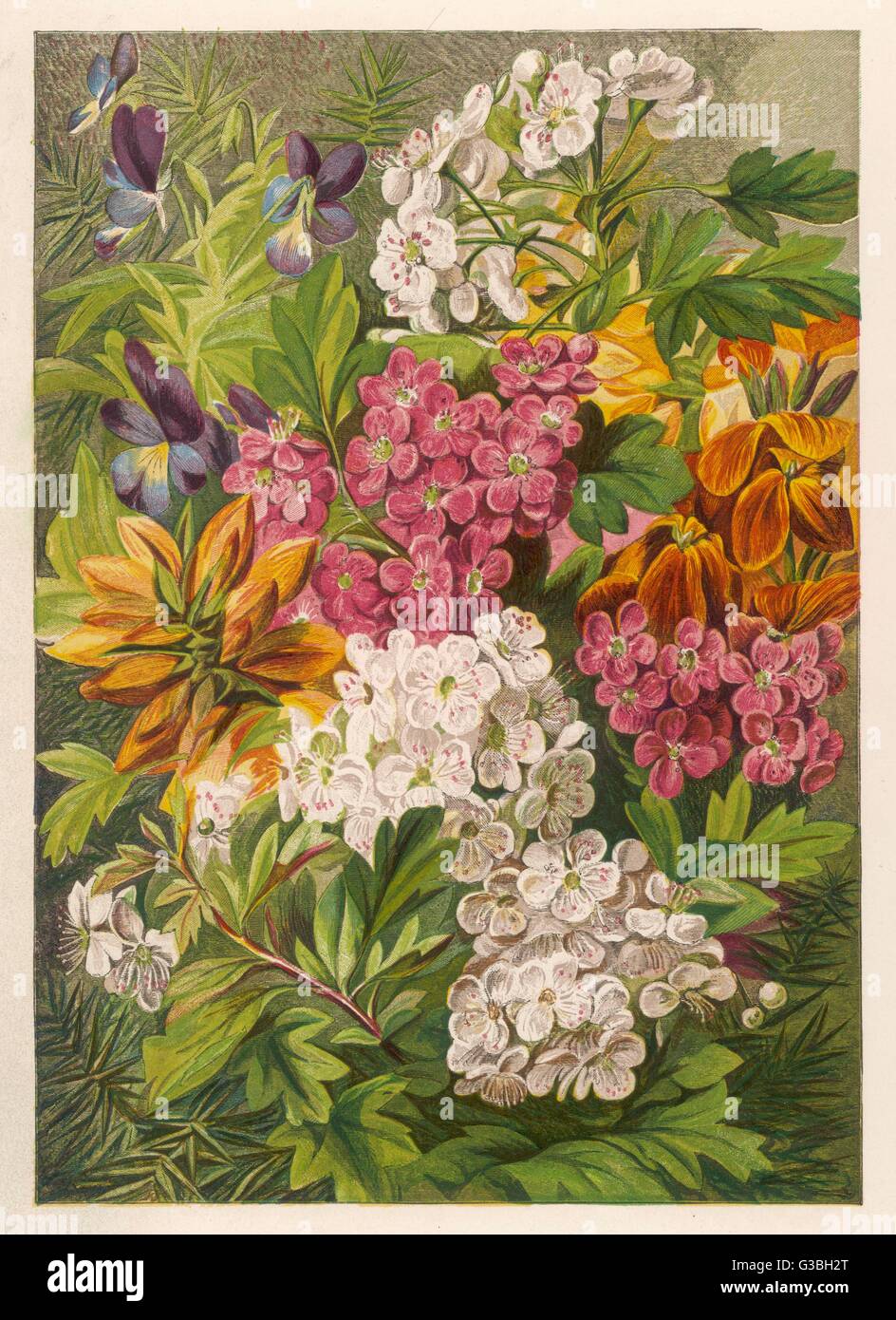 FLOWERS MAY & JUNE 1863 Stock Photo - Alamy