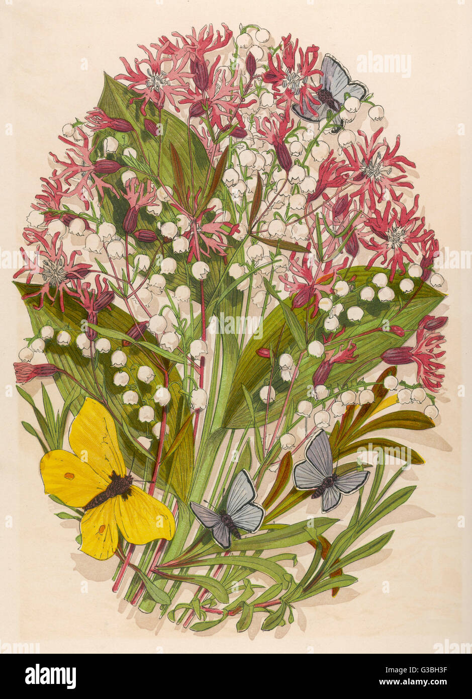 RAGGED ROBIN & LILY OF V Stock Photo - Alamy