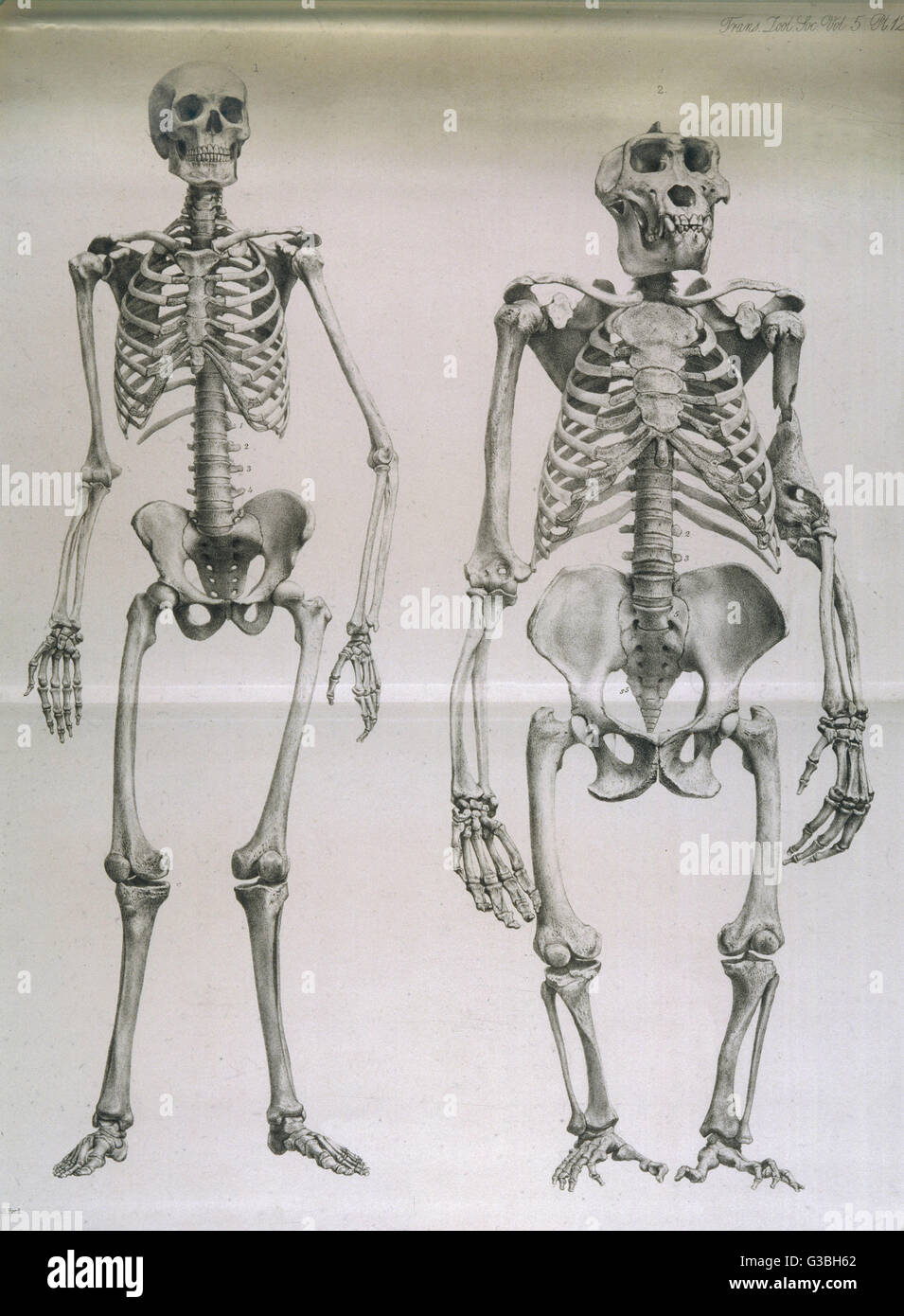 MAN, GORILLA SKELETONS Stock Photo - Alamy