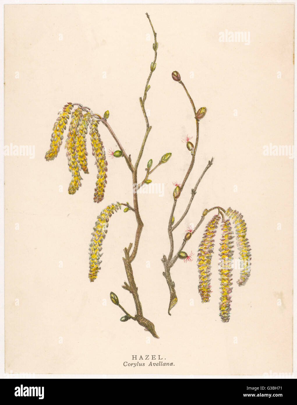 HAZEL TREE CATKINS Stock Photo - Alamy