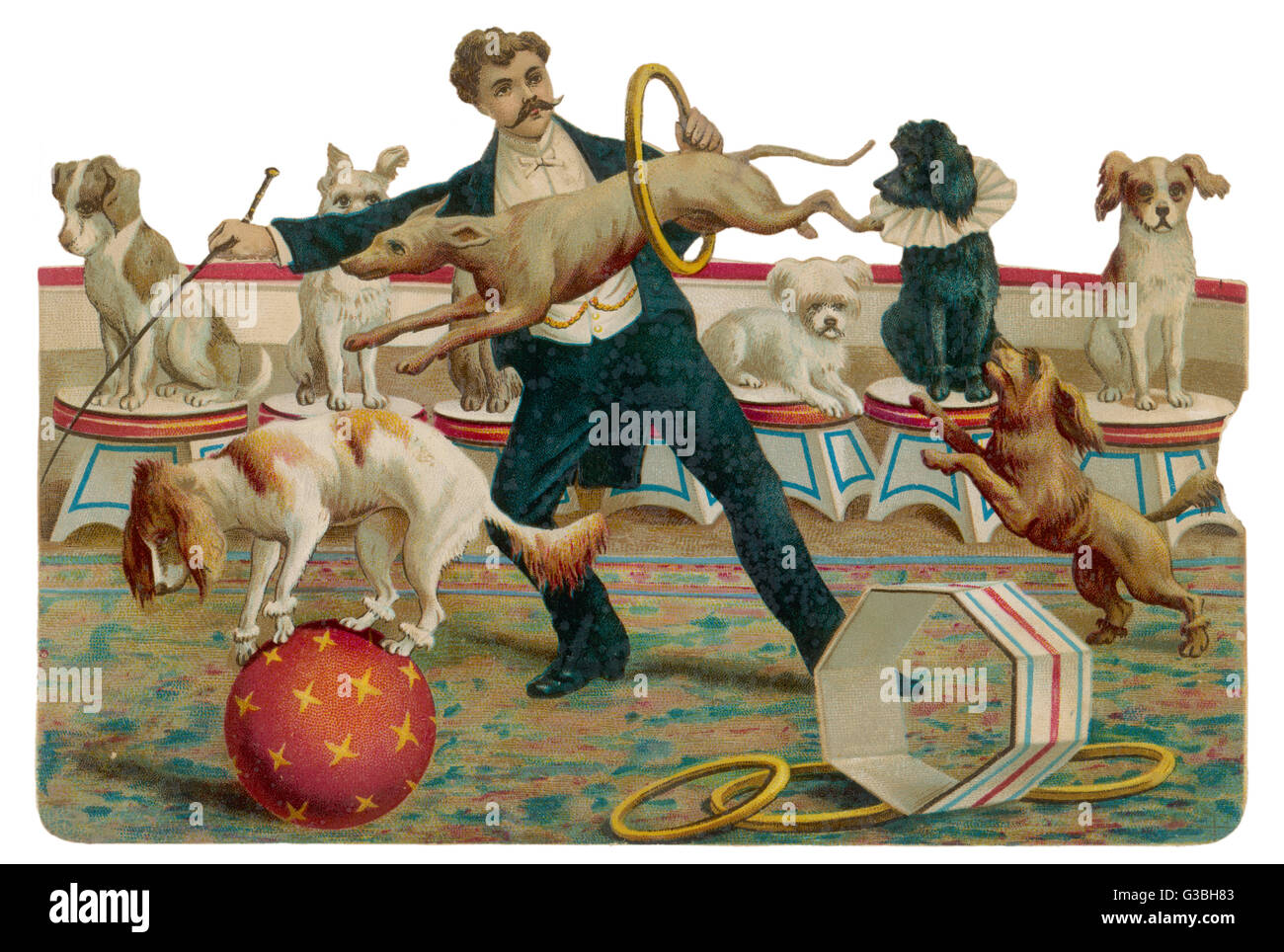 Performing dogs hi-res stock photography and images - Alamy