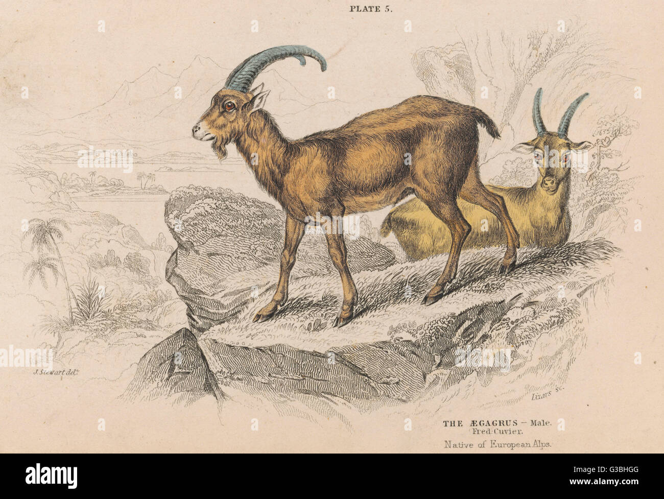 AEGAGRUS OF THE ALPS Stock Photo - Alamy