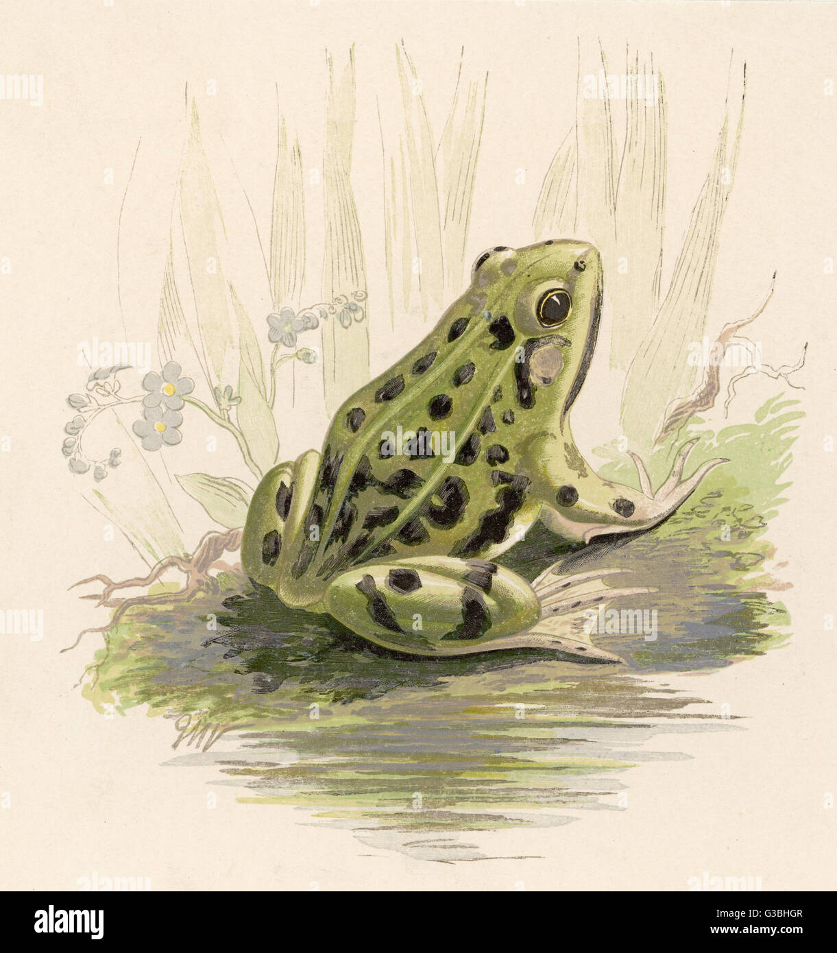 EDIBLE FROG 19C Stock Photo - Alamy