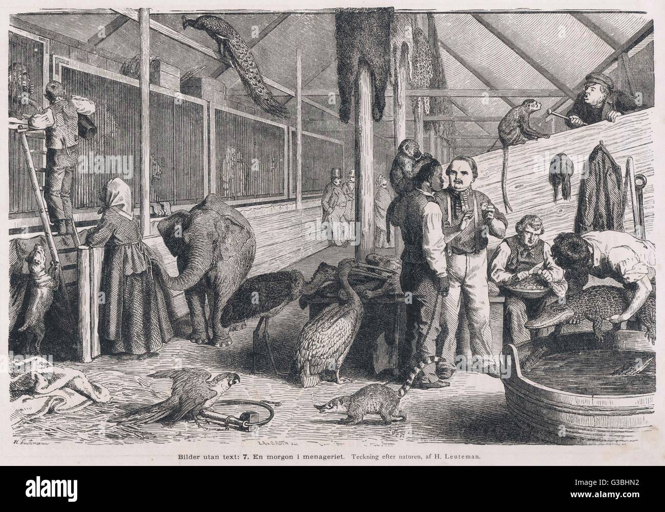 Menagerie hi-res stock photography and images - Alamy