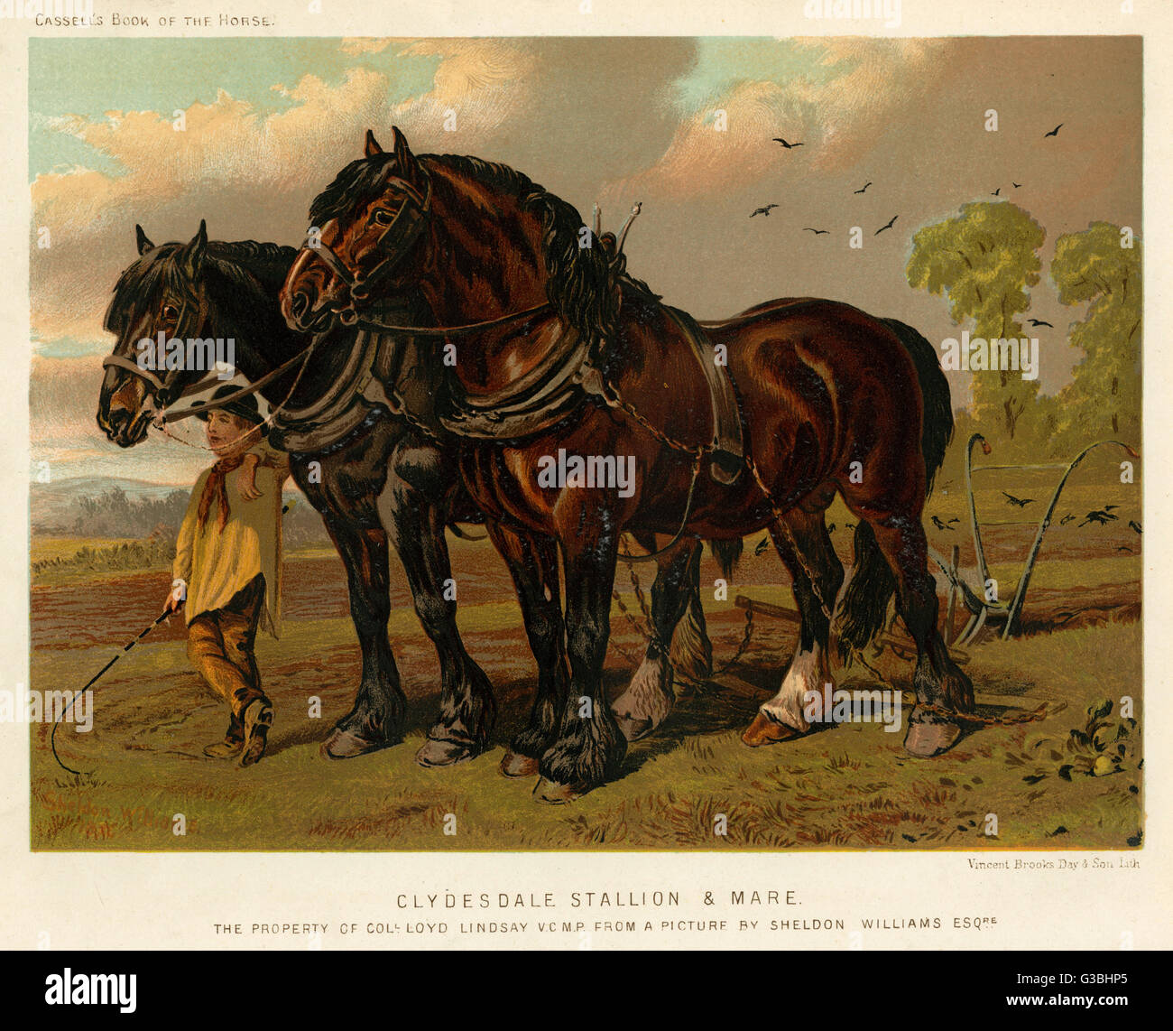 Two plough horses: Clydesdale stallion and mare. Date: 1870s Stock ...