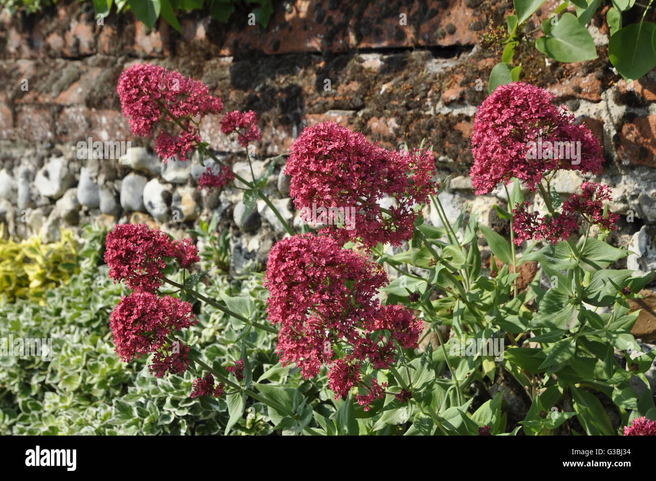 Centranthus ruber, red valerian Stock Photo - Alamy
