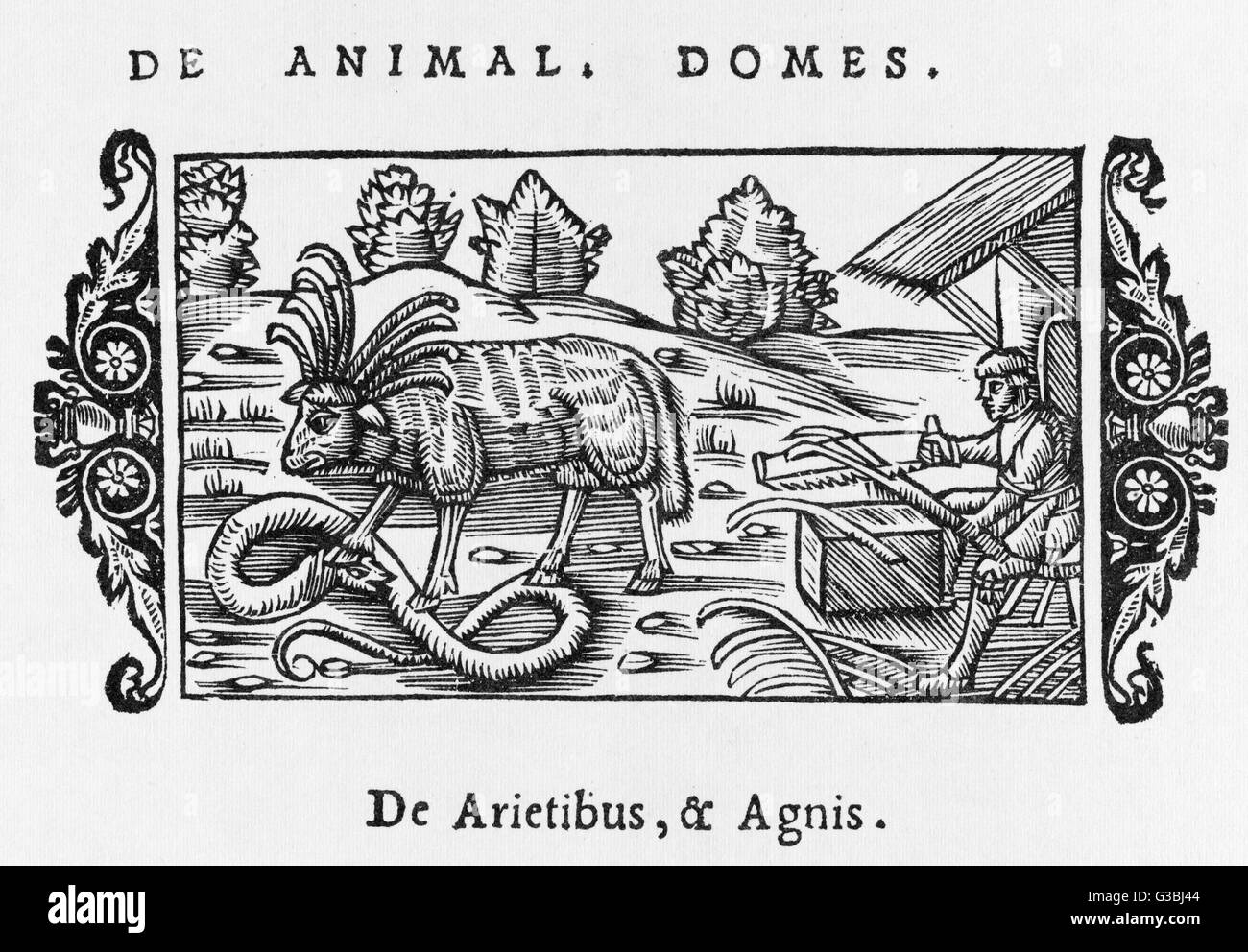 Sheep, Snake - Man 1555 Stock Photo - Alamy