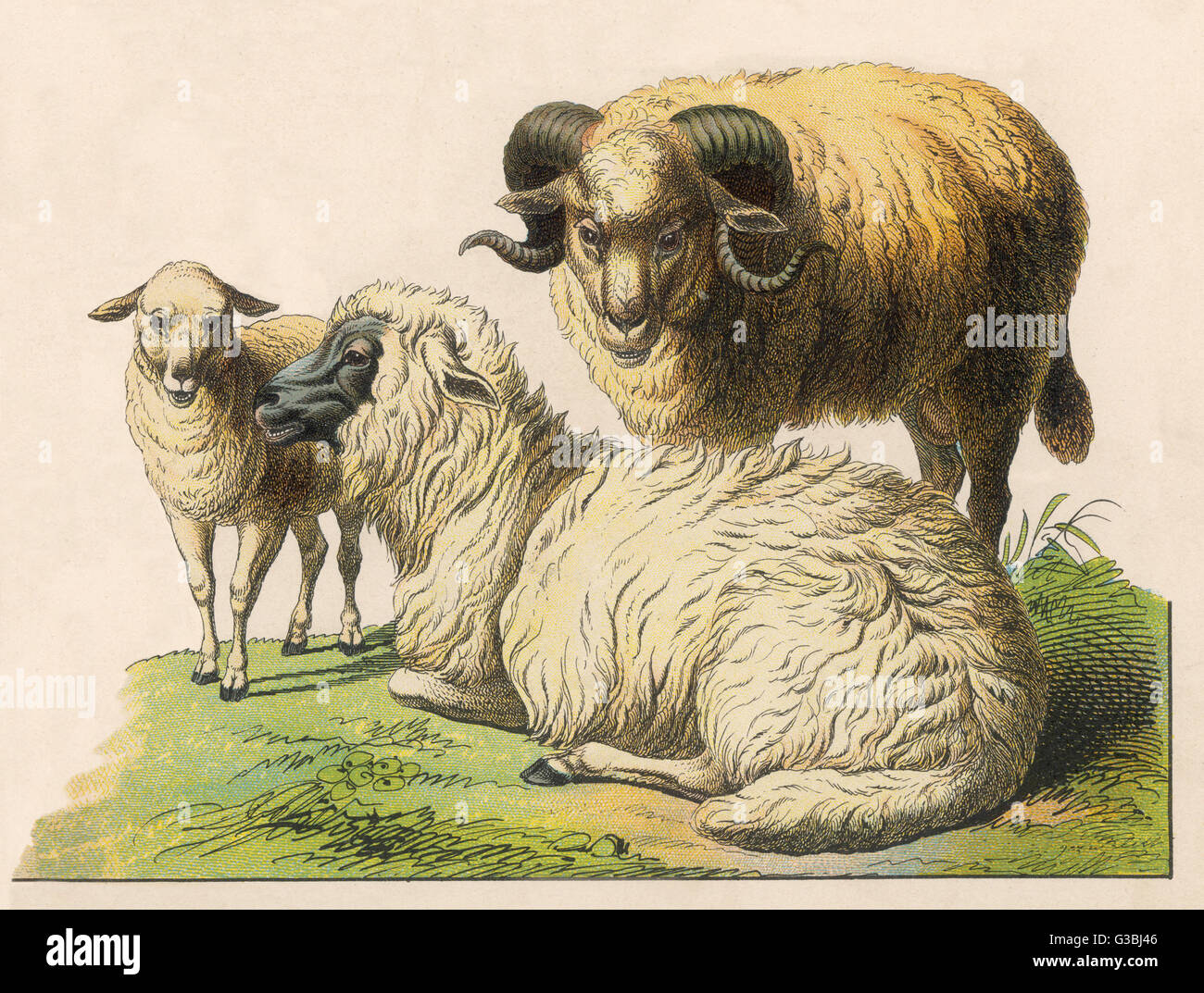 Curly horns sheep hi-res stock photography and images - Alamy