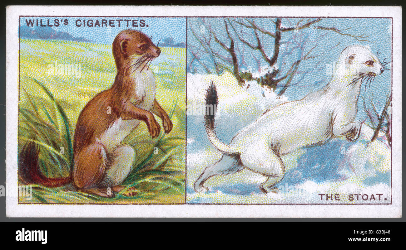 STOATS IN COATS 1922 Stock Photo - Alamy