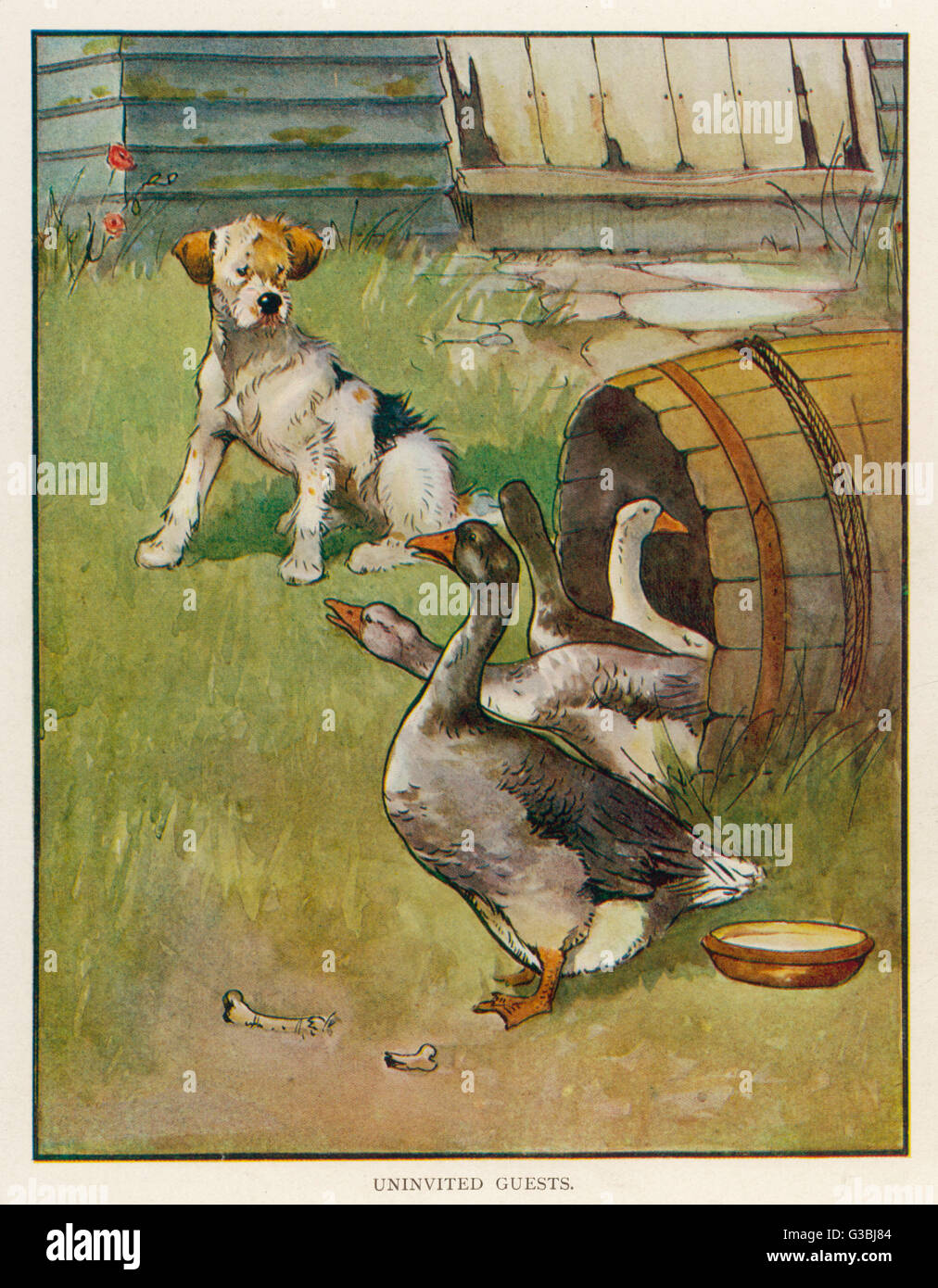 DOG AND GEESE Stock Photo - Alamy