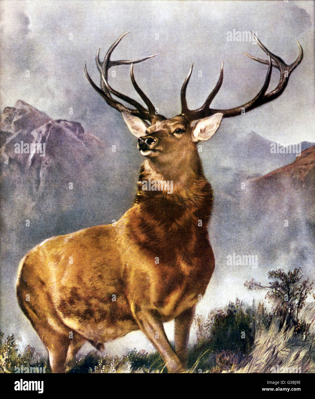 A large stag in the scottish highlands date hi-res stock photography ...