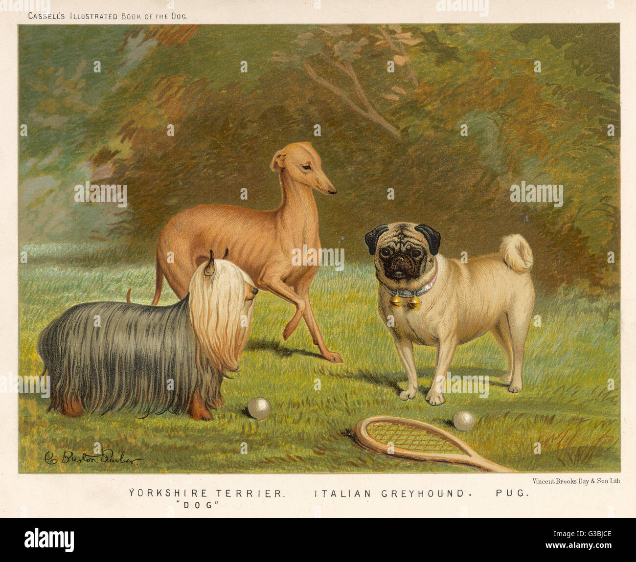 Assorted Toy Dogs Stock Photo - Alamy