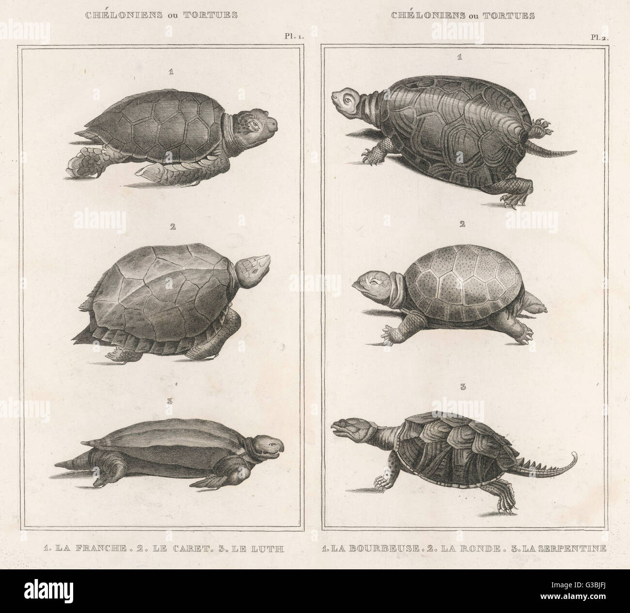 Various reptiles hi-res stock photography and images - Alamy