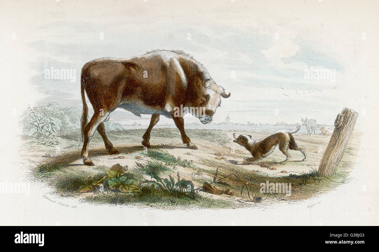 BULL WITH DOG Stock Photo - Alamy