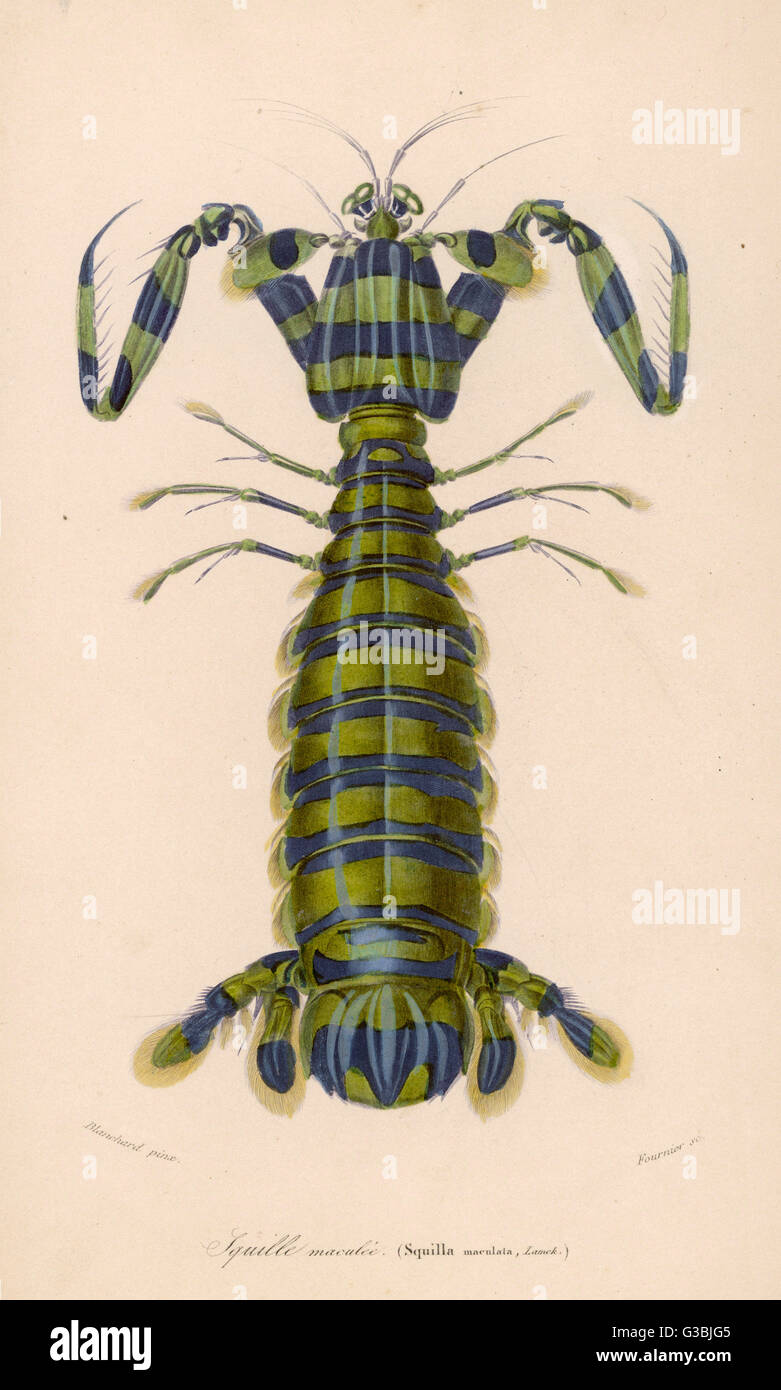 Squilla hi-res stock photography and images - Alamy