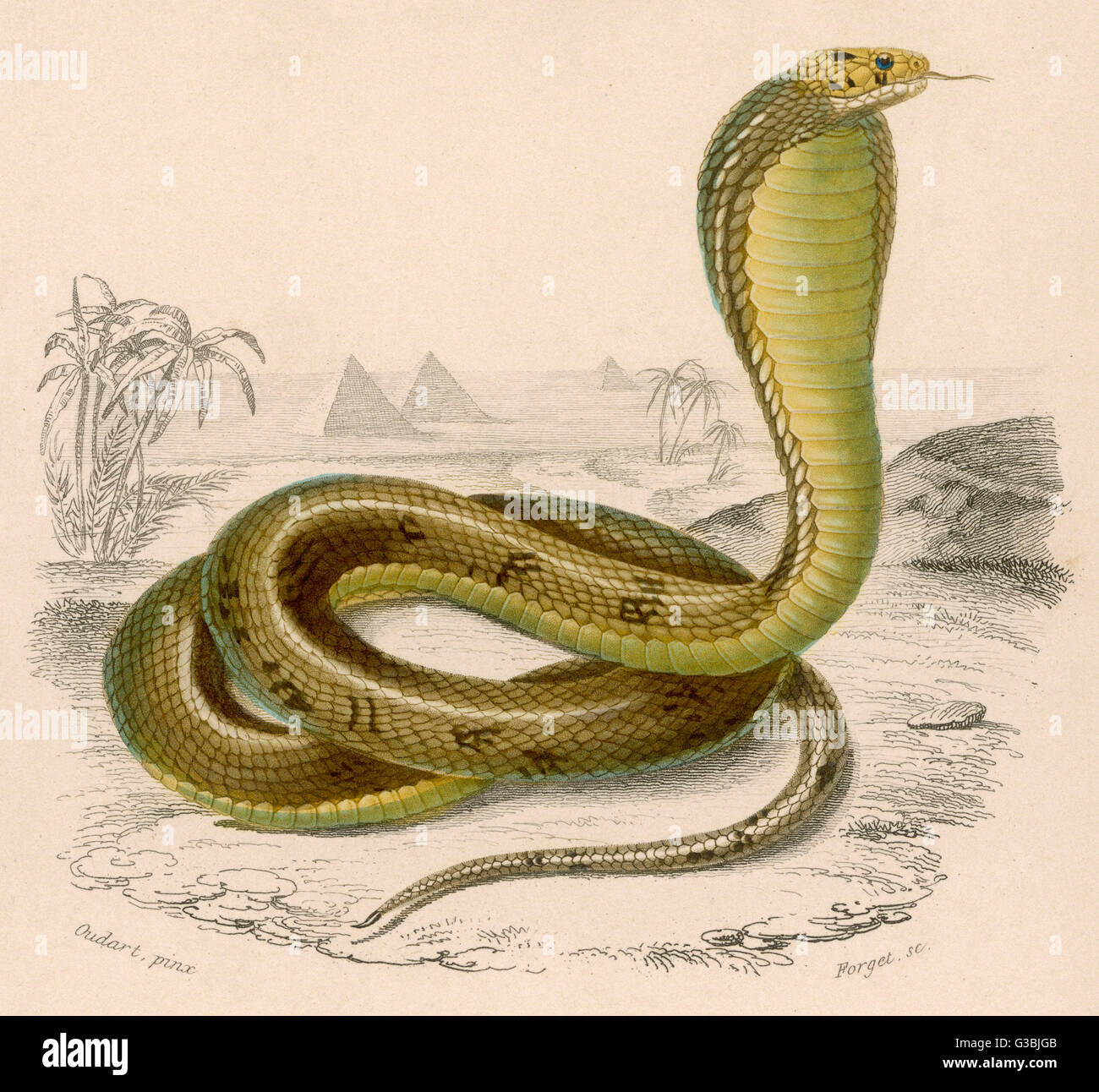 Cobra egyptian hi-res stock photography and images - Alamy