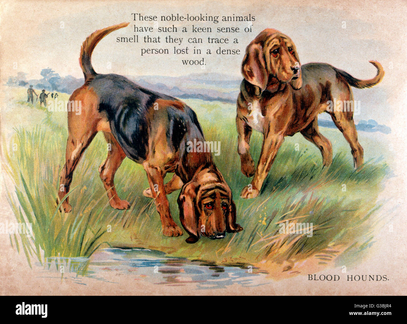 TWO BLOODHOUNDS IN FIELD Stock Photo - Alamy