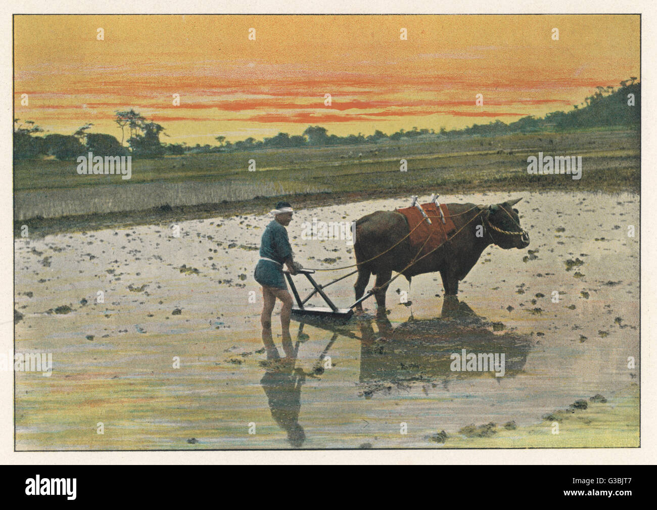 JAPAN RICE FARMING 1890S Stock Photo - Alamy