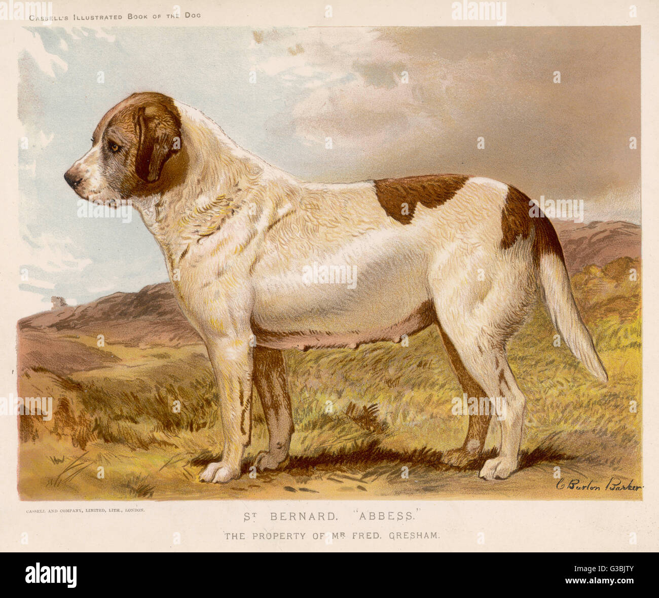 ST BERNARD (BARBER Stock Photo - Alamy