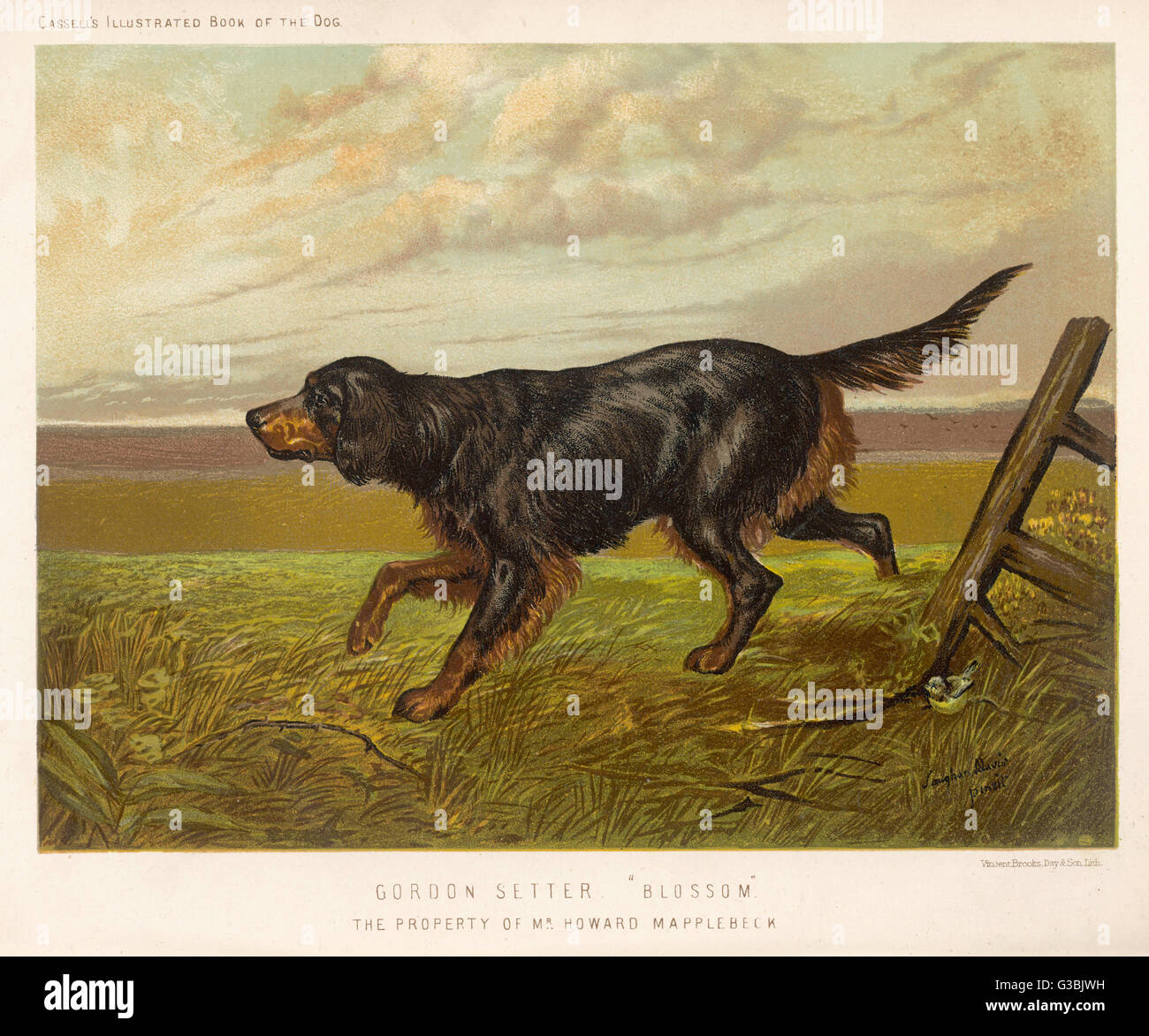 GORDON SETTER (SHAW Stock Photo - Alamy