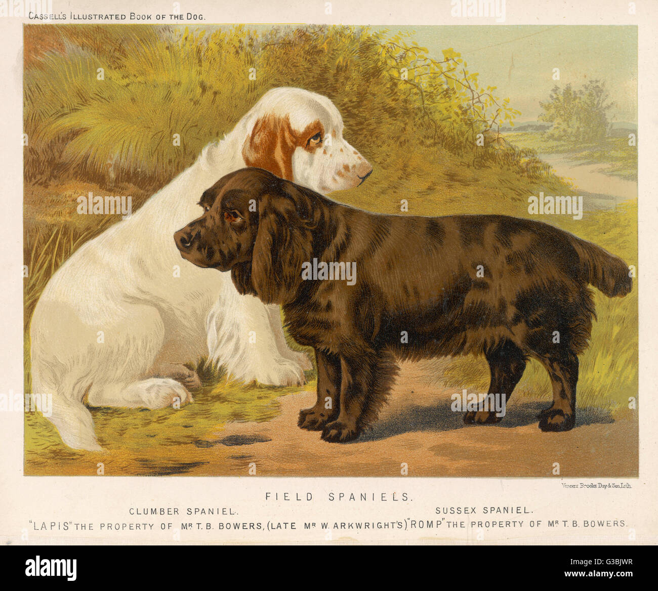 Spaniels hi-res stock photography and images - Alamy