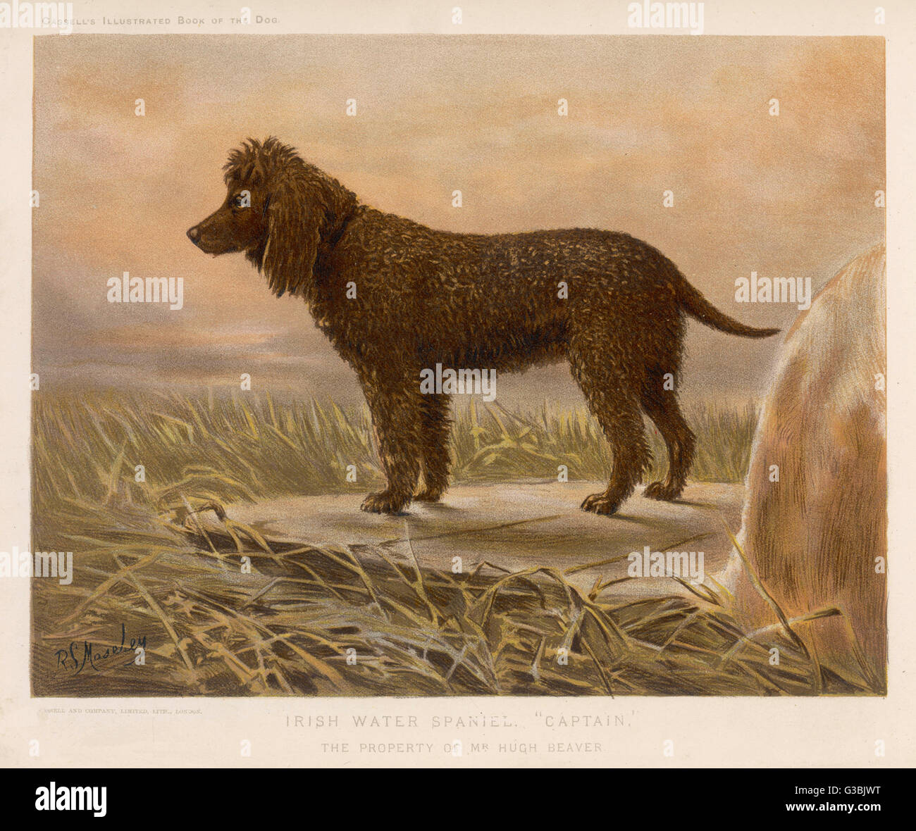 Tweed Wasserspaniel