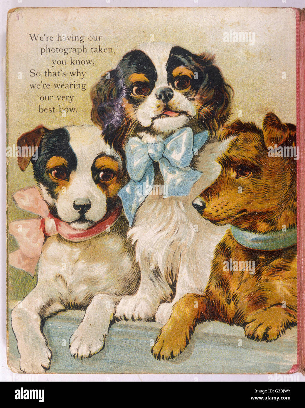 K C SPANIEL AND TERRIERS Stock Photo - Alamy