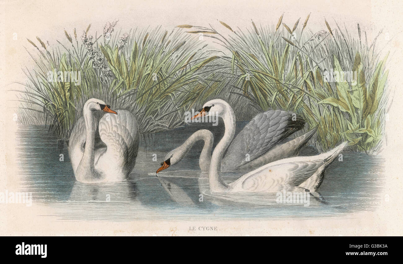 The three swans hi-res stock photography and images - Alamy