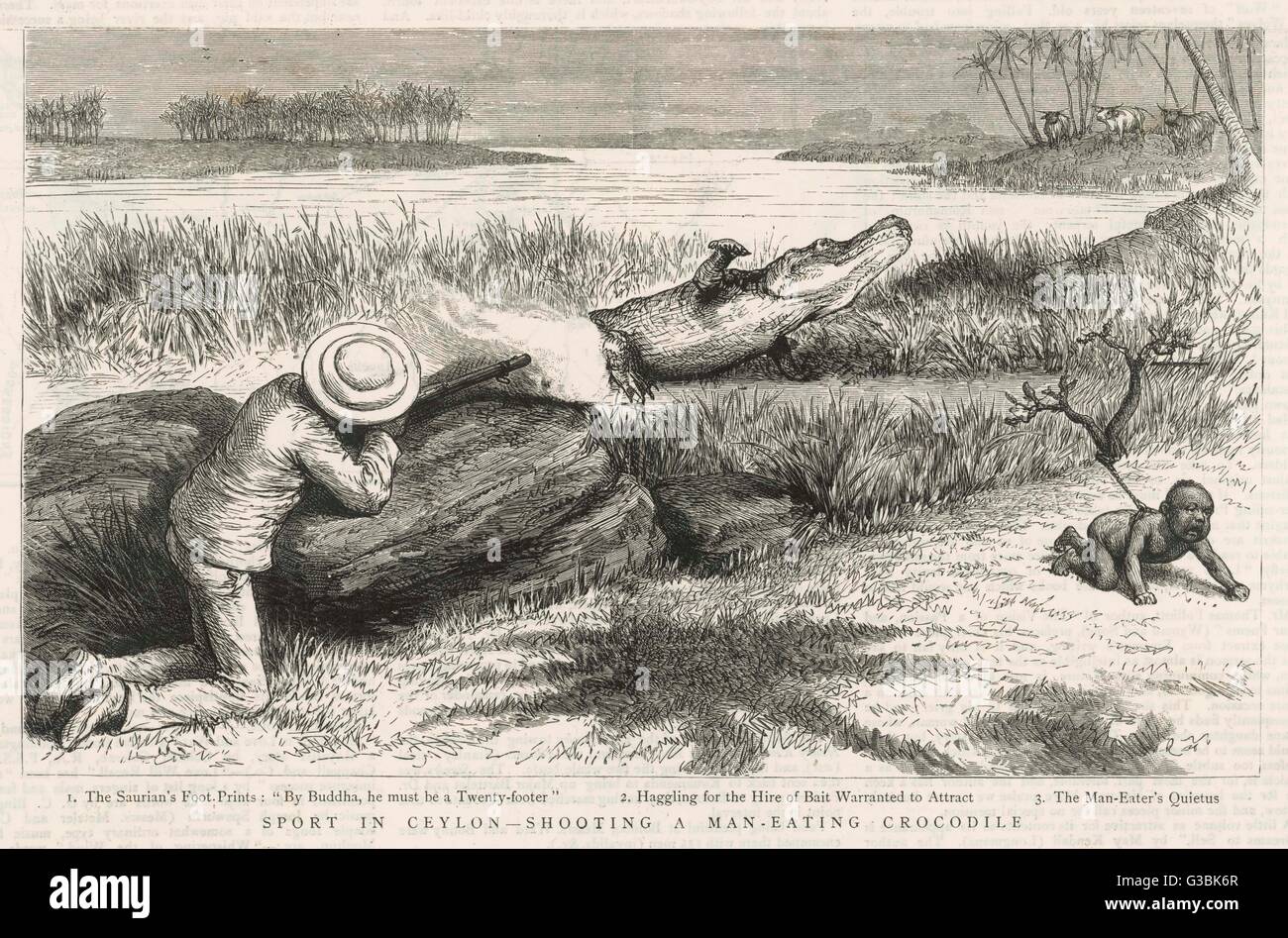 Hunting reptiles hi-res stock photography and images - Alamy