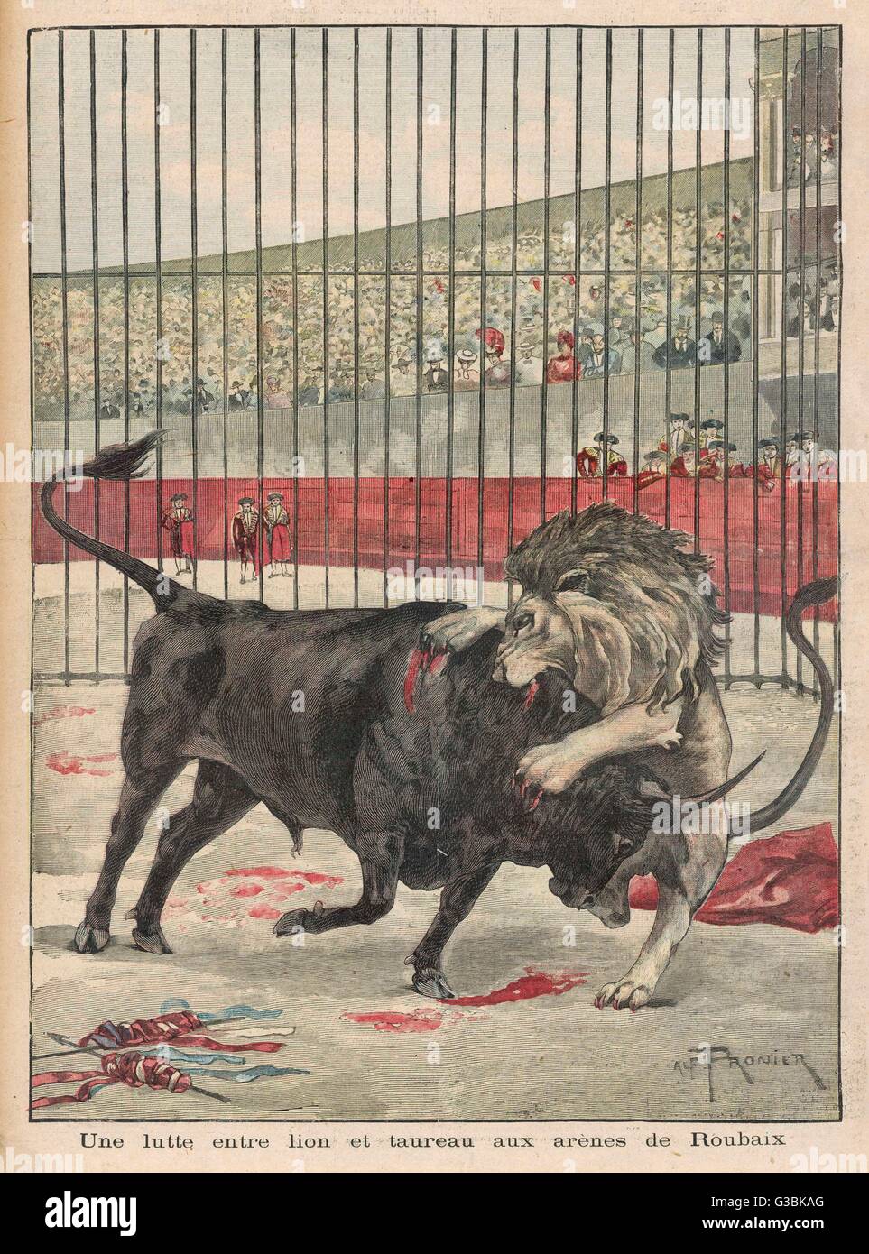 BULL AND LION FIGHT Stock Photo - Alamy