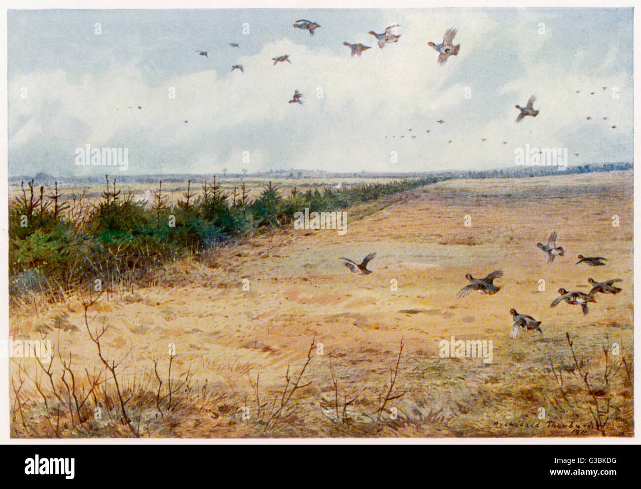 Hunting partridges hi-res stock photography and images - Alamy