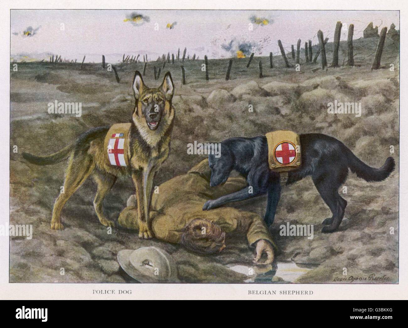 German Shepherd dogs used by the Red Cross to locate wounded soldiers ...