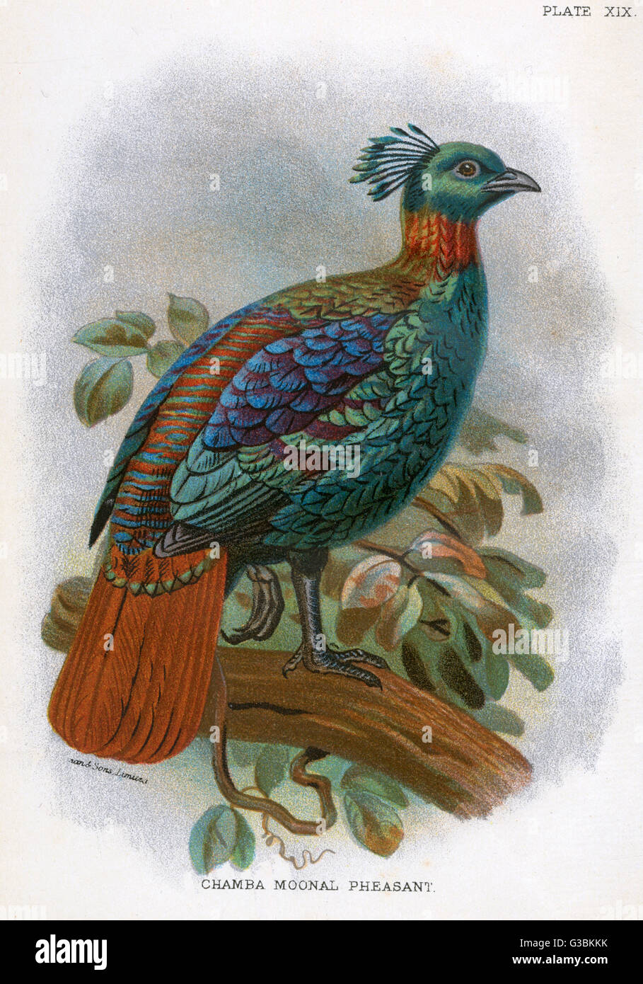 Impeyan Pheasant Stock Photos & Impeyan Pheasant Stock Images - Alamy