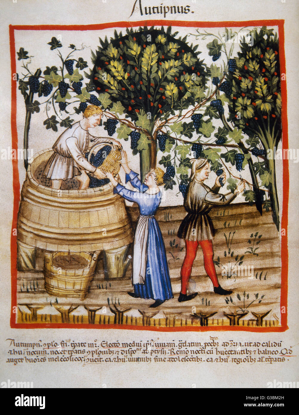 Tacuinum Sanitatis. 14th century. Medieval handbook of health. Autumn ...