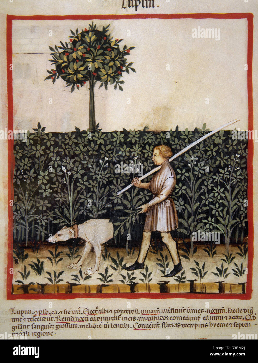 Tacuinum Sanitatis. 14th century. Medieval handbook of health. Lupins ...