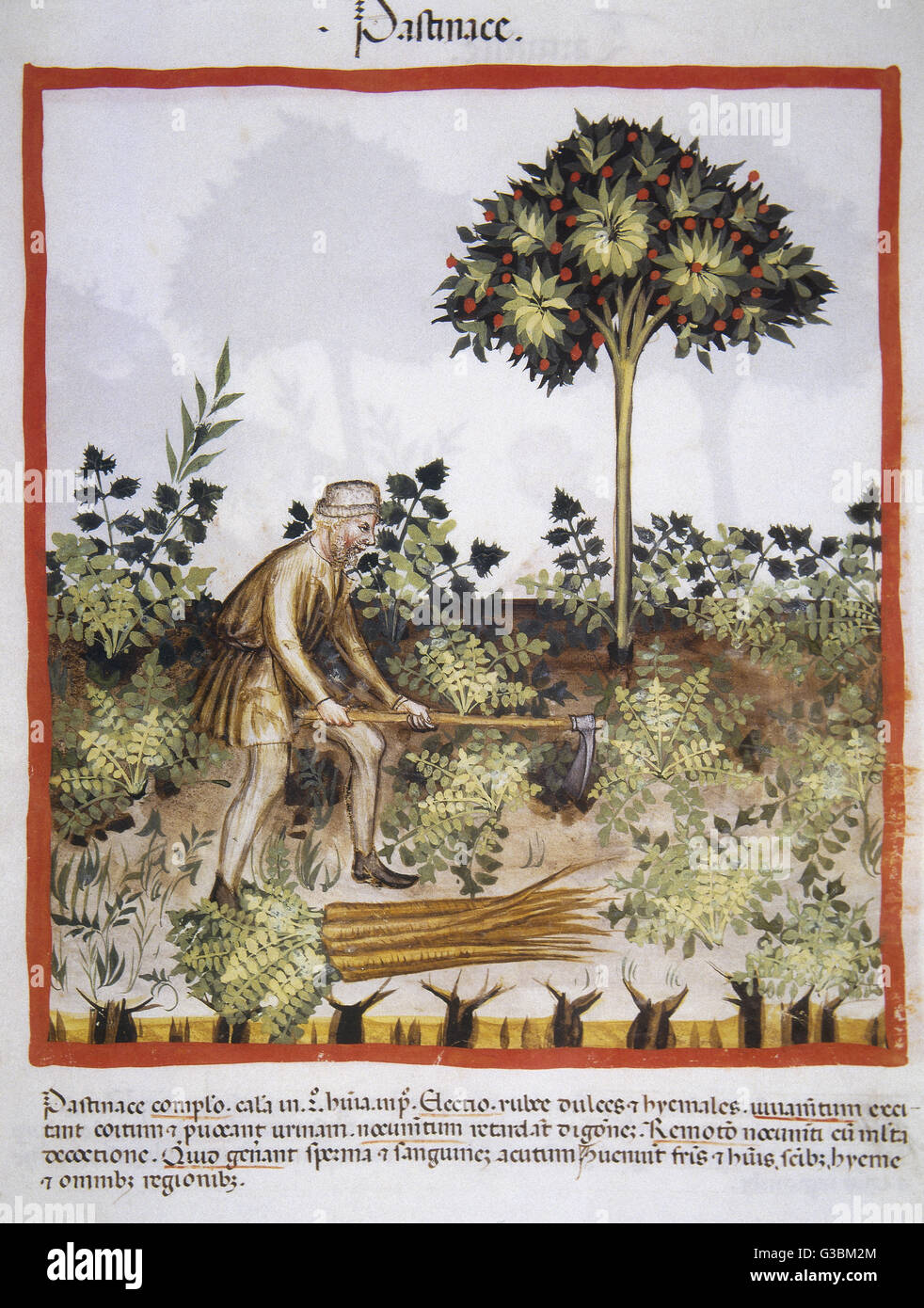 Tacuinum sanitatis 14th century medieval hi-res stock photography and ...