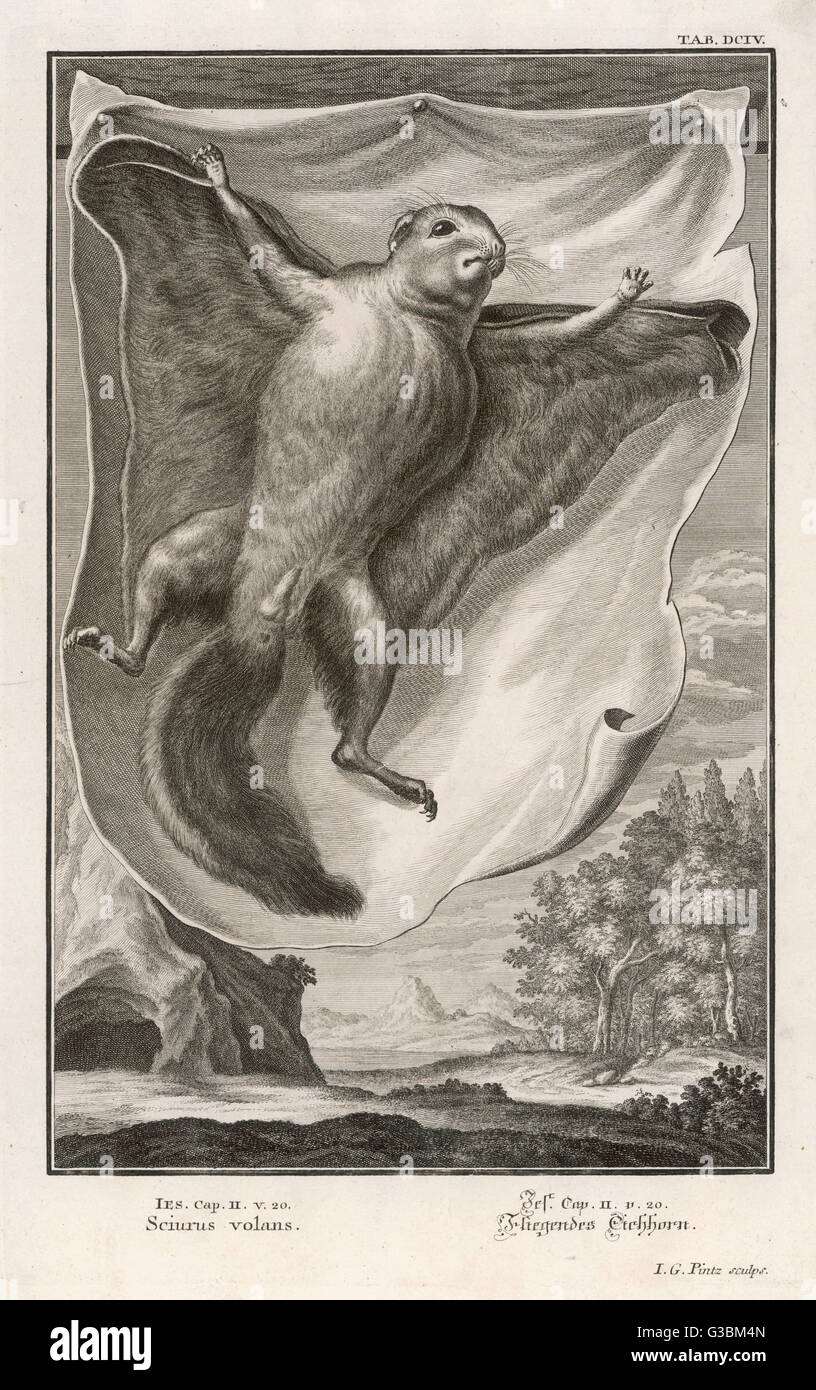 Squirrel 18th century hi-res stock photography and images - Alamy