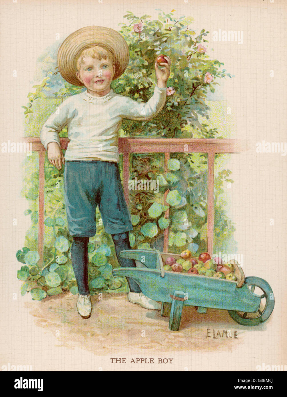 BOY PICKING APPLES Stock Photo - Alamy