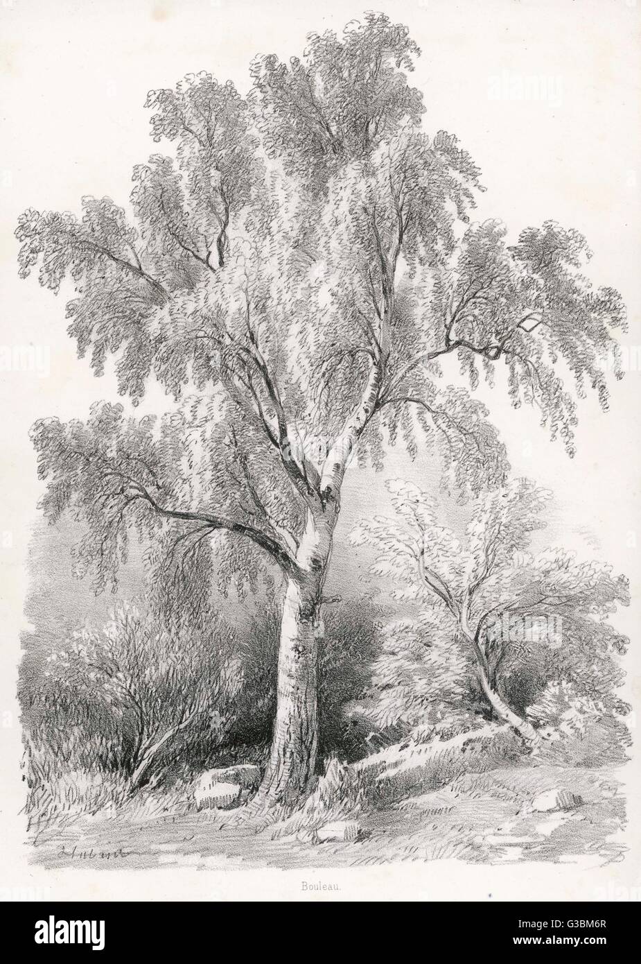 19th century tree study hi-res stock photography and images - Alamy