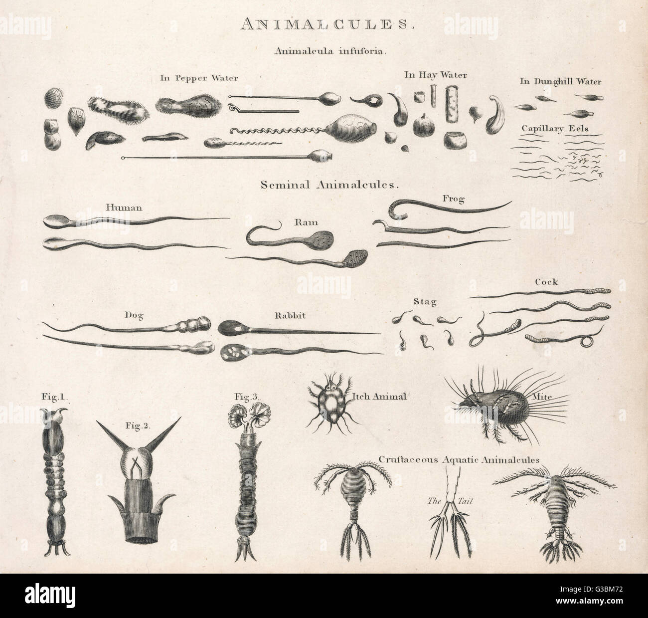 Animalcules hi-res stock photography and images - Alamy