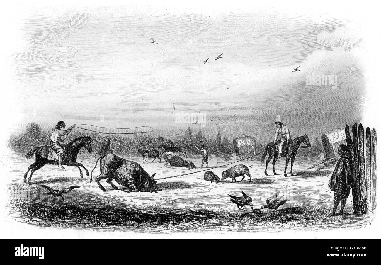 KILLING CATTLE ARGENTINA Stock Photo - Alamy