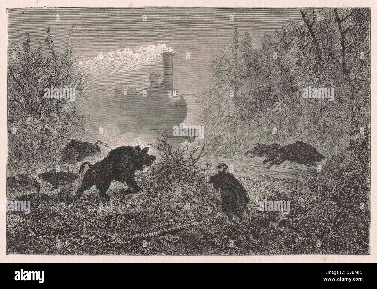 RAILWAYS AND WILD BOAR Stock Photo - Alamy