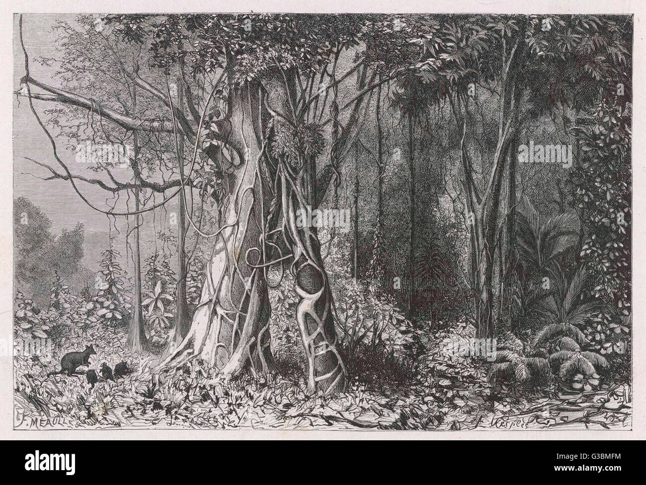 JUNGLE SCENE, NEW GUINEA Stock Photo - Alamy