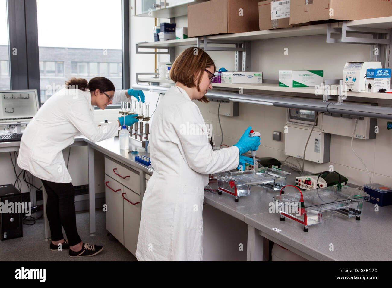 Biologists in the laboratory during the electrophoresis for the ...