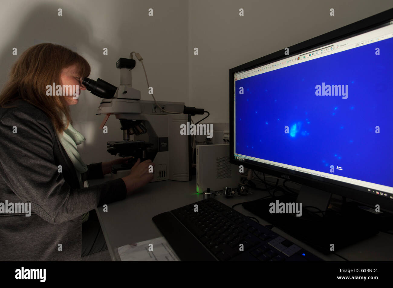 Fluorescence microscope hi-res stock photography and images - Alamy