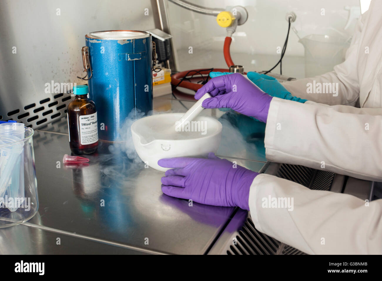 RNA isolation in a genetic laboratory Stock Photo - Alamy