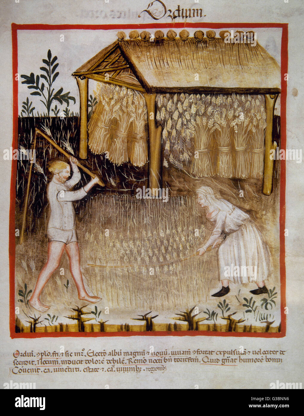 Tacuinum sanitatis 14th century medieval hi-res stock photography and ...