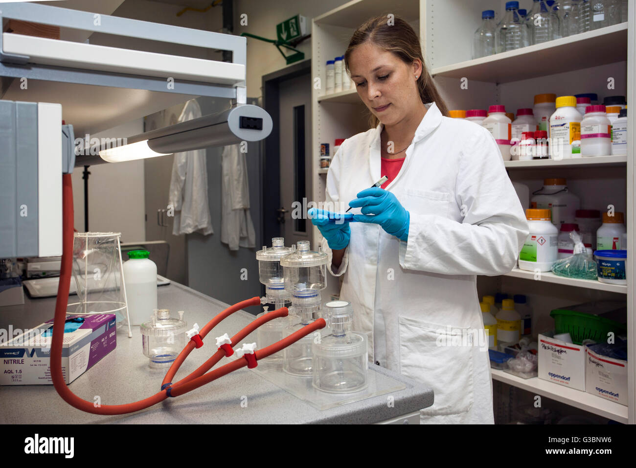 Doctor studying bacteria hi-res stock photography and images - Alamy