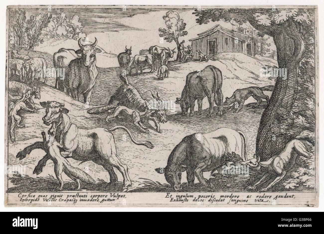 A vicious pack of wolves, unhindered by a dog & two men, who sit ...