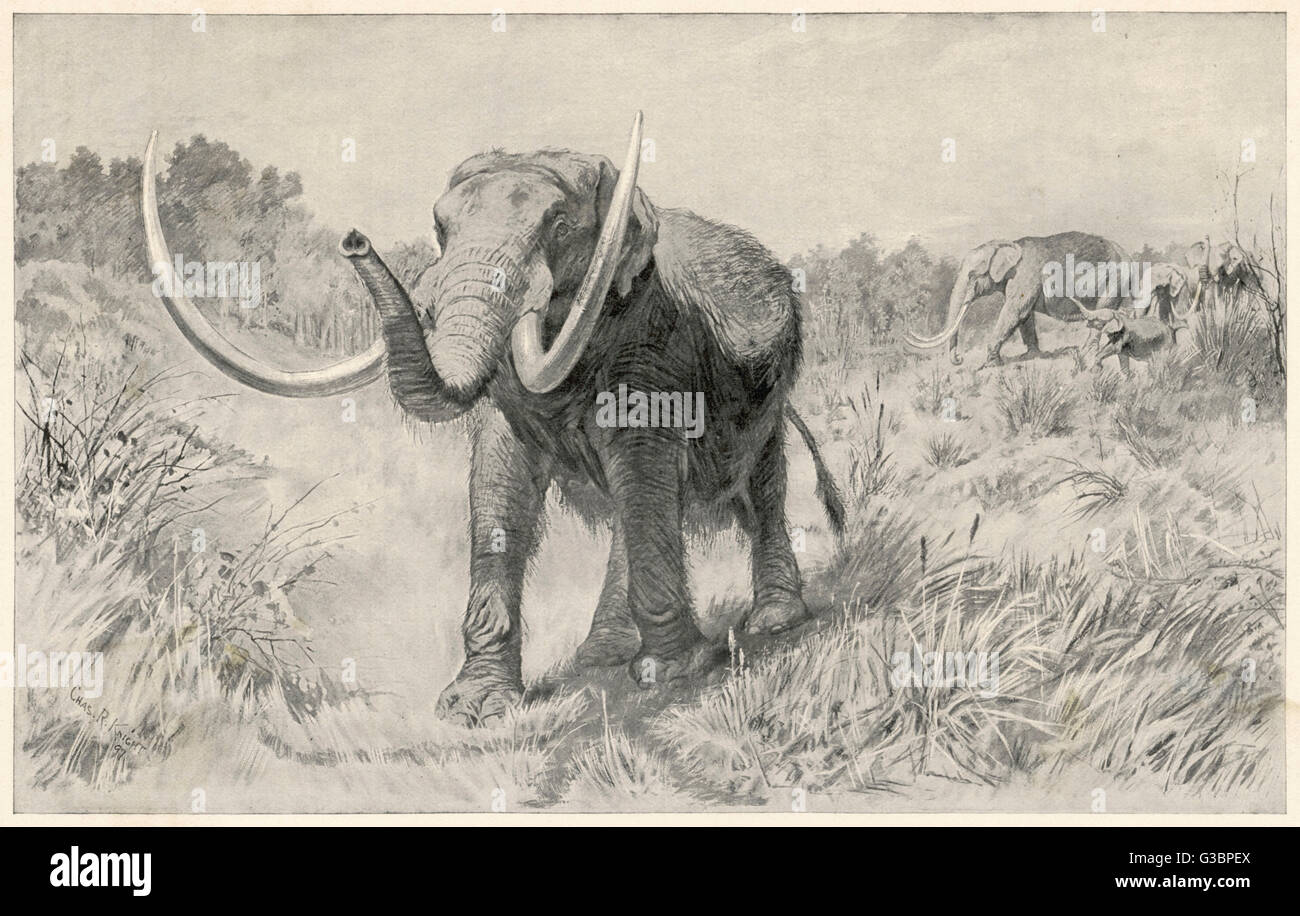Mastodon hi-res stock photography and images - Alamy